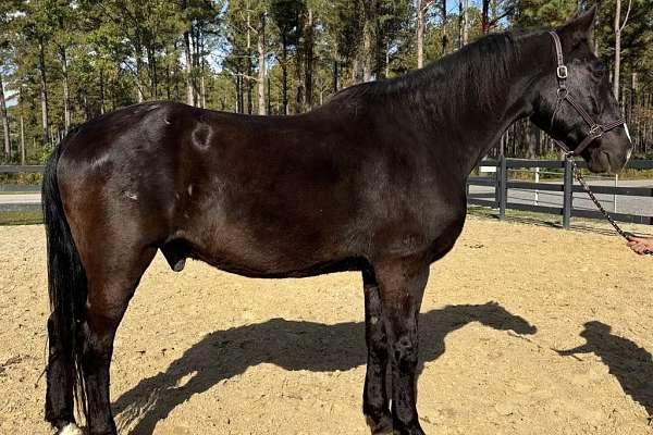 Draft Cross Gelding