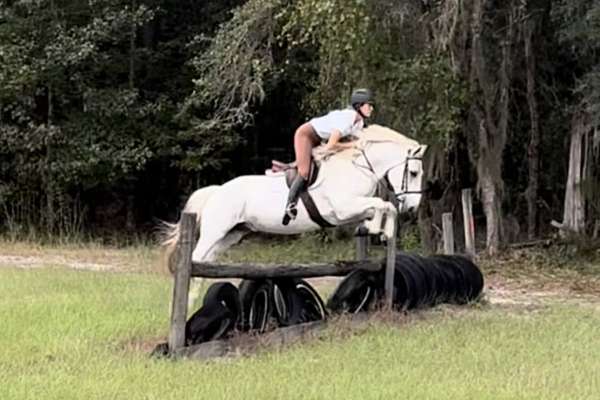 Fun Foxhunting Mustang