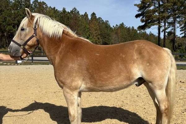 Blonde Haflinger Gelding