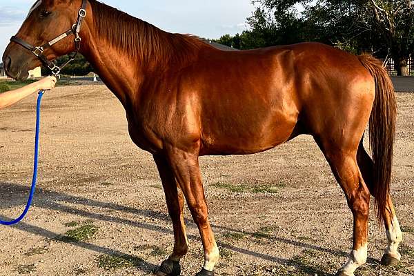 2014 16.2hh Project OTTB Gelding