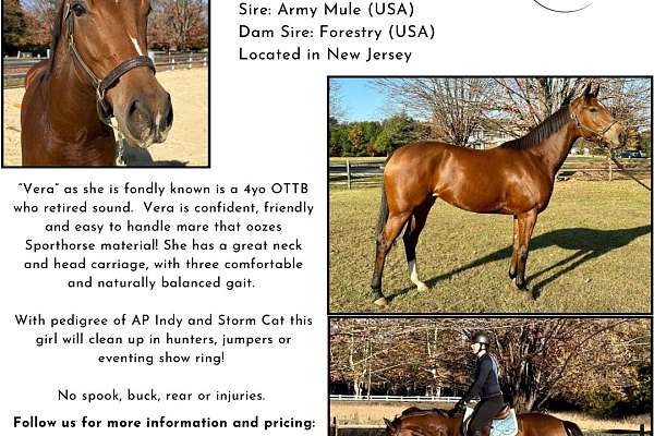 5yo OTTB Bay Mare