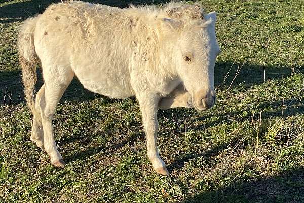 Pretty Palomino Pinto Colt