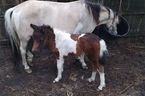 Gorgeous Miniature Bay Pinto Colt