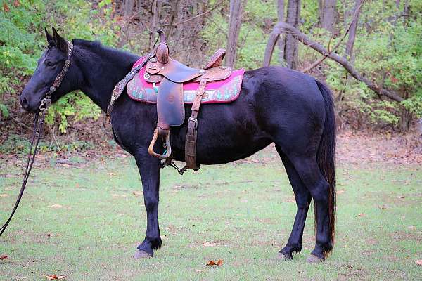 Black Morgan Welsh Crossbred Mare, Rides and Drives, Gentle and Fun