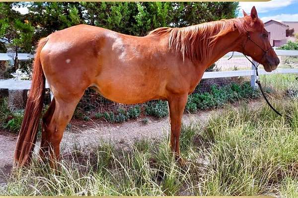 Jasmine~Steady & Solid*Gentle*Safe*Family/Trail QH Mare