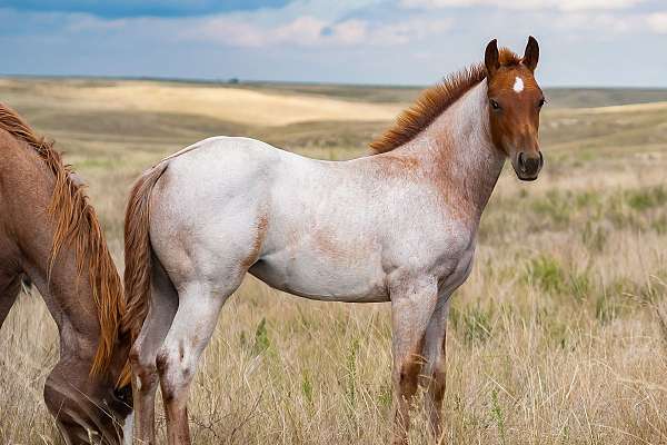 Red Roan 2024 Filly (Metallic Cat Granddaughter)