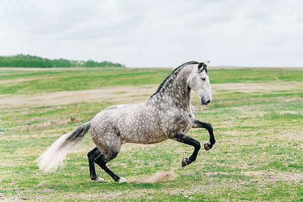 Andalusian Stallion