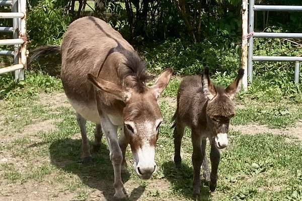 Minature Donkey Colt for Sale