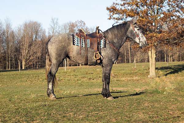 Grace - 4 Year Old Gray Draft Cross Mare