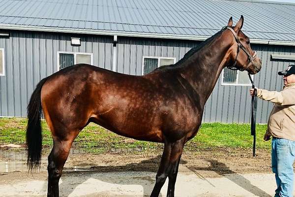 Handsome & Kind OTTB Gelding