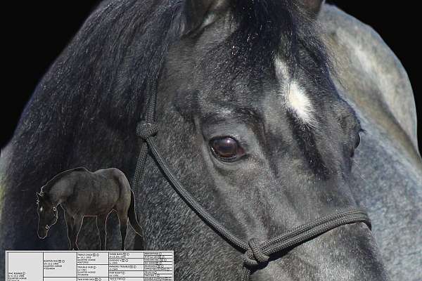 Two Eyed Jack, Boston Mac, King Leo Bar, AQHA Blue Roan Stallion