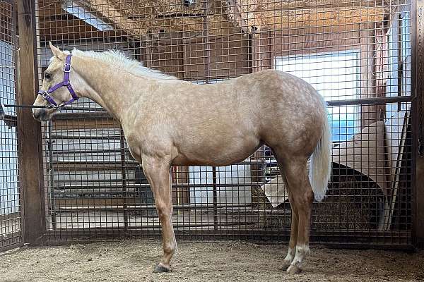 Magnums Valentine-4/2/2024 Palomino Filly AQHA, PHBA & PTHA Registered