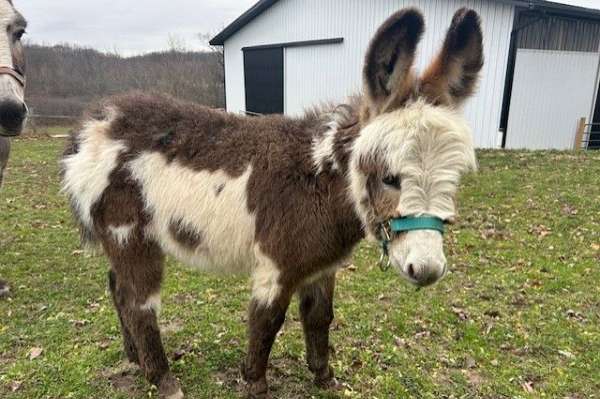 Spotted Miniature Baby Donkey