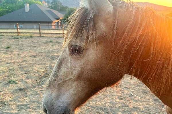 Long Yearling Classic Champagne Kentucky Naturally Gaited Horse – "Dusty"