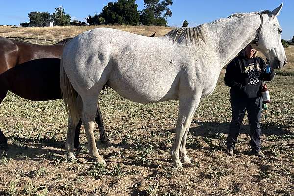 Big Bodied, Kind Thoroughbred Mare