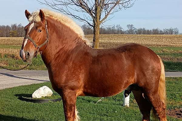 2018 Reg Belgian Stallion Proven Breeder and Work Horse