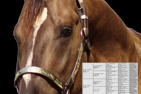Registered AQHA & Fqha Stallion