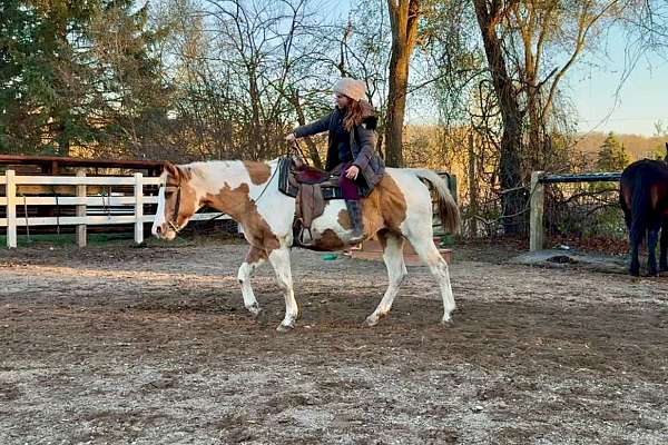 Stunning Palamino Paint Mare Broke for Beginners