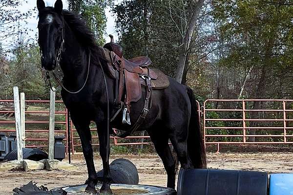 Charlie~Stunning*Safe*Smooth Gaited*Rides/Drives/Family/Trail Kmh Gelding