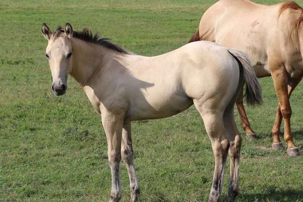 Big, Stout, 2024 Dun Filly