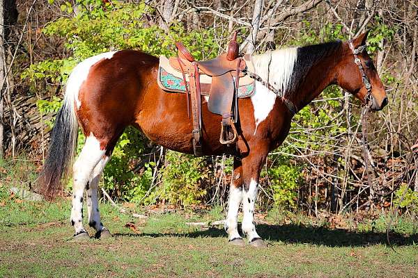 Beginner, Youth, and Family Safe Bay and White Tobiano Paint Mare