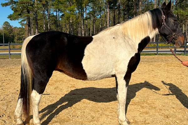 Spotted Saddle Mare