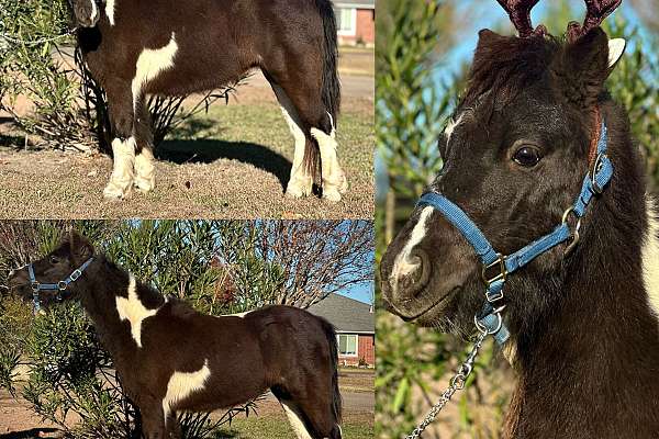 Friendly Pinto Pony Mare