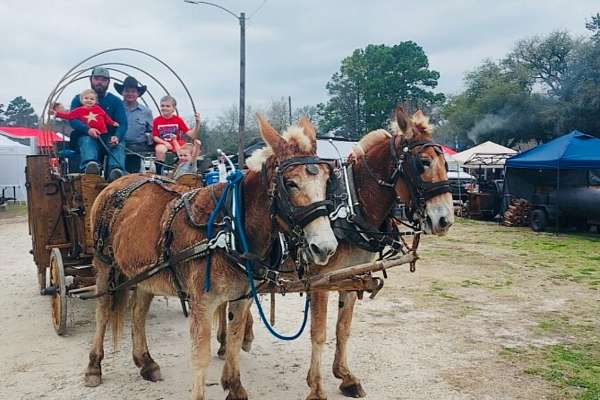 Good Team of Belgian Mules Drive and Ride