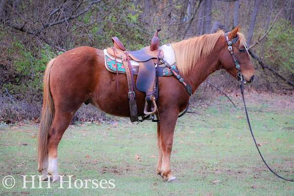 Beginner and Youth Friendly Super Nice Sorrel Quarter Gelding, Broke
