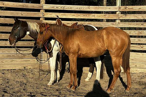 AQHA Red Dun Filly
