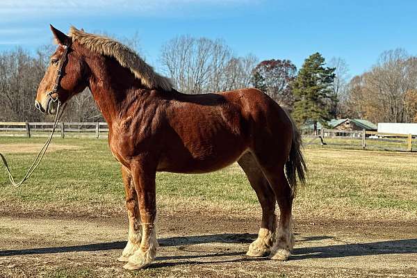 Gorgeous Belgian Mare