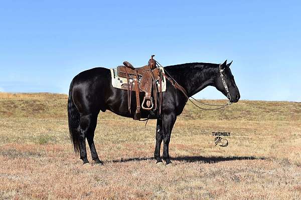Striking Black Gelding! Ranch/Family Horse Deluxe