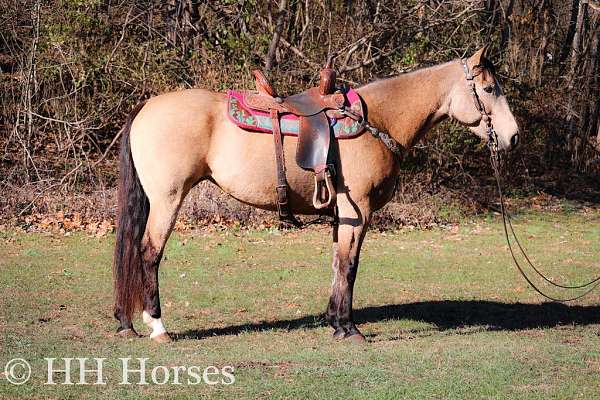 Seasoned AQHA Ranch, Breakaway, Team Roping Mare, Trail Rides, Gentle