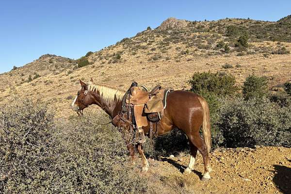 Pretty Young Gelding - Rope/Ranch/Trail Prospect