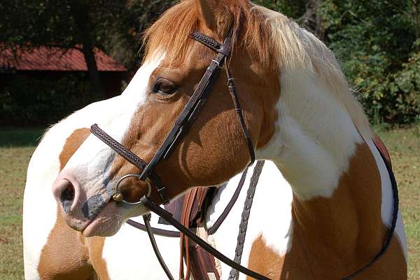 Well Finished, Bombproof, APHA Registered Mare