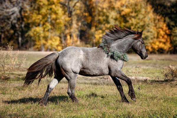 Gorgeous 2023 Blue Roan Gypsy Cross Filly!