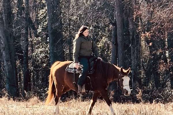 Silver: All Around Flashy Mare