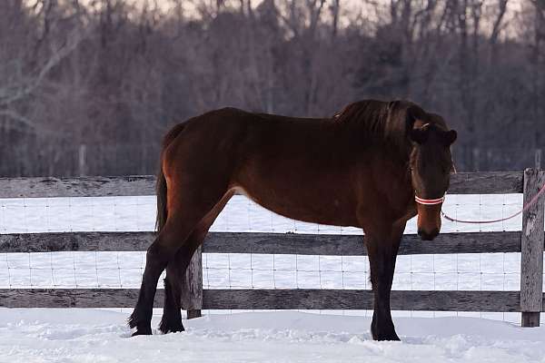Cute Friesian Cross Mare
