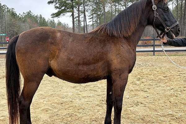 Black QH Gelding