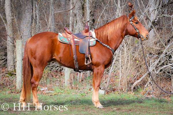 Stout Made Belgian Quarter Horse Crossbred Gelding, Ranch & Trail