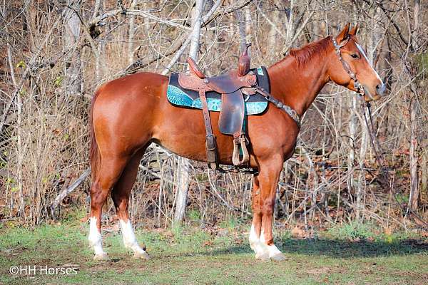 Athletic, Handy, Well Trained Sorrel Quarter Horse Mare, Ranch, Rope