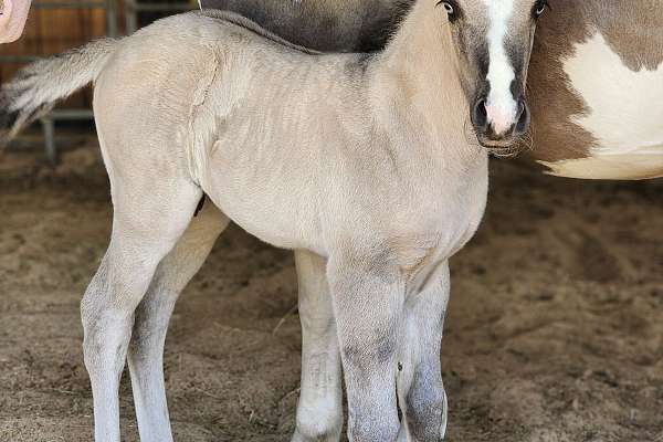 Stunning 2024 AQHA & APHA Grulla Colt ~ Blue Eyes!