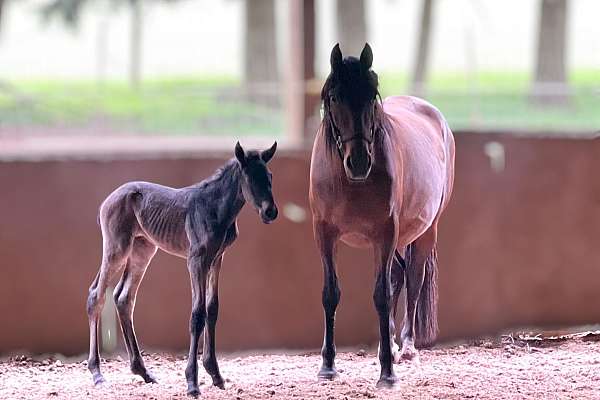 In Utero PRE Foal