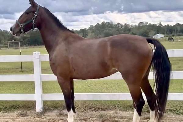 2019 Dutch Harness Horse Dhh Mare 16.2hh