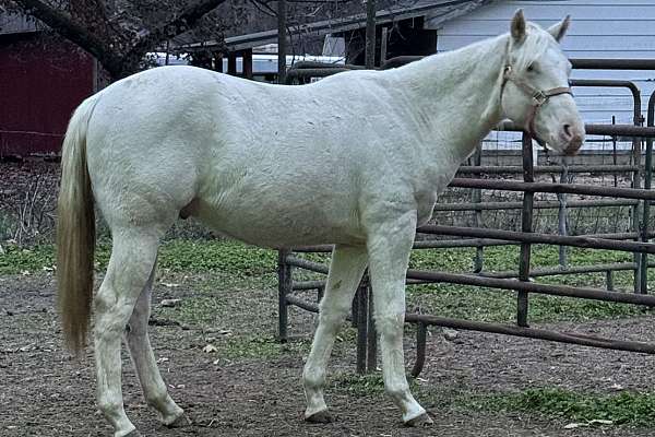 APHA Perlino Colt