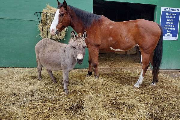 Mini Donkey