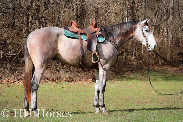 Super Pretty Gray Appendix Gelding, Started Nicely, Gentle and Smart