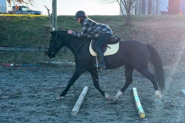 Large Pony for Lease