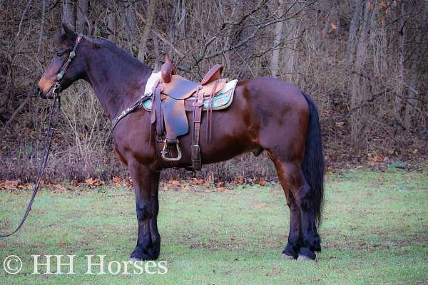 Pretty, Super Gentle Bay Friesian Morgan Crossbred Gelding, Ride and Drive