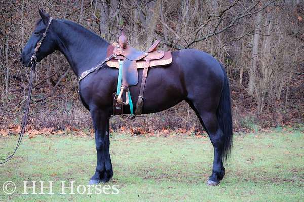 Really Gentle Friesian Quarter Horse Crossbred Mare, Rides and Drives